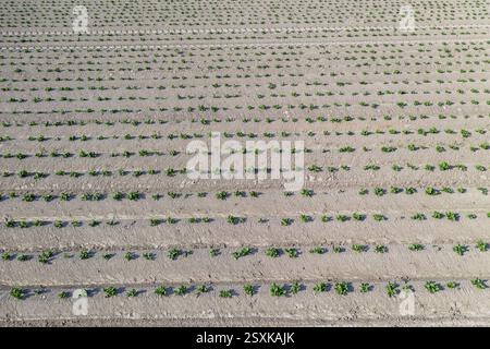Aerial view of a potato field with ridges and young shoots, Dresden ...