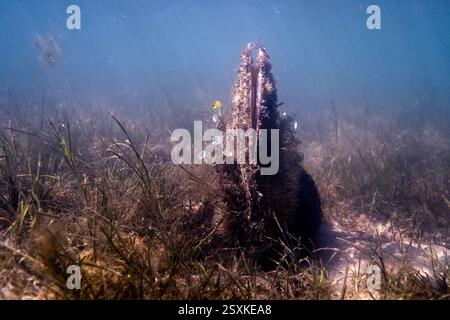 Underwater photography of a Pinna nobilis known by the common names ...