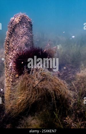 Underwater photography of a Pinna nobilis known by the common names ...