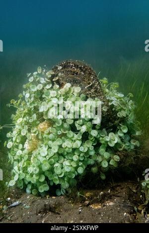 Underwater photography of a Pinna nobilis known by the common names ...