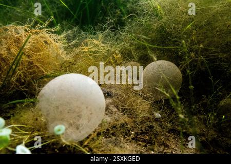Underwater photography of egg of slug Aplysia called sea hare more ...