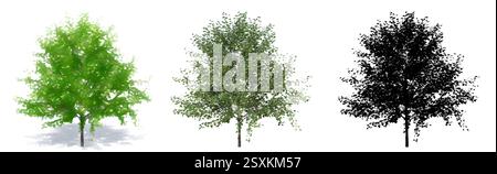 Set or collection of European beech trees, painted, natural and as a ...