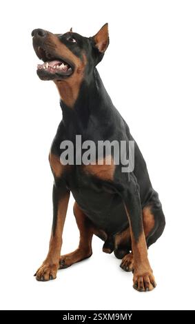 Adorable Doberman sitting on white background. Domestic pet Stock Photo ...