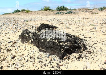 Ancient peat log on Kessingland beach, Suffolk, UK Stock Photo - Alamy