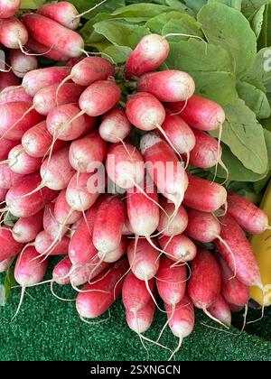 Organic radishes from a local market Stock Photo - Alamy