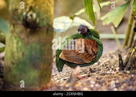 A crested wood partridge in the jungle Stock Photo - Alamy