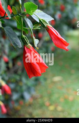 Malvaviscus arboreus (Wax Mallow or Turk's Turban Stock Photo - Alamy