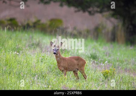 Spike buck in a summer field in northern Wisconsin Stock Photo - Alamy