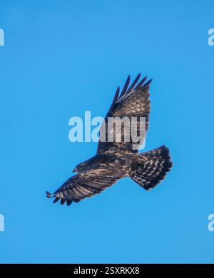 Majestic buzzard flying in the clear blue sky with wings wide open ...