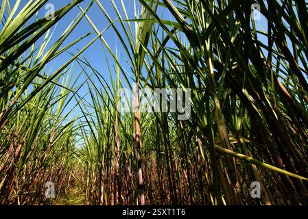 Sugarcane plant at a roadside plantation in Karanganyar, Central Java ...