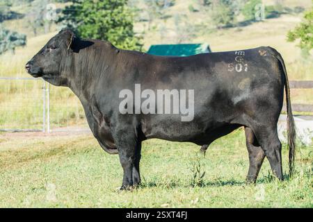 Portrait of an angus stud bull Stock Photo - Alamy