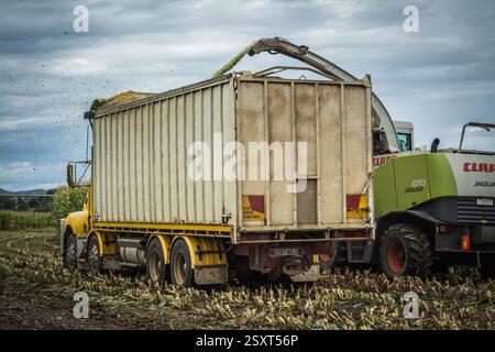 truck carting corn silage Stock Photo - Alamy