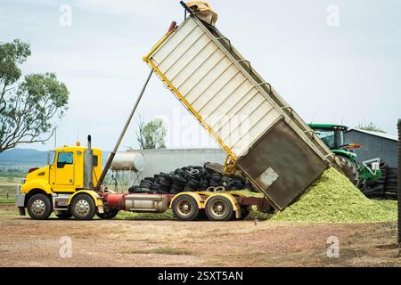 truck carting corn silage Stock Photo - Alamy