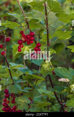 Clusters of red currants hang from green leaves in a sunny garden. The ...