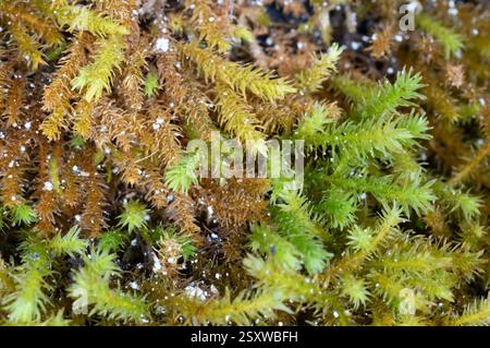 Anomodon viticulosus, Rambling Tail-moss, moist shoots at the base of ...