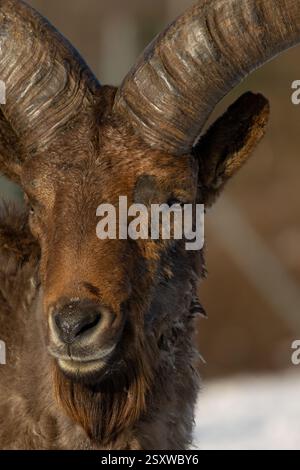 Daghestan tur animal . Capra cylindricornis . East Caucasian tur Stock ...