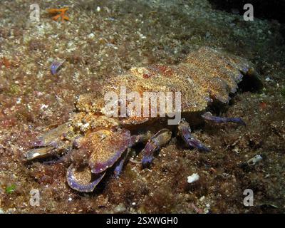 European Locust Lobster in Adriatic sea, Croatia Stock Photo - Alamy