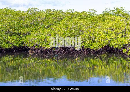 View of small mangroves growing along the coast of Mindanao ...