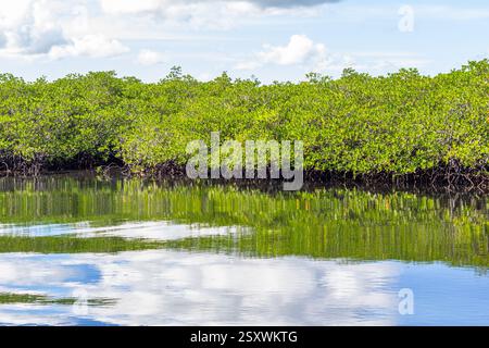 View of small mangroves growing along the coast of Mindanao ...