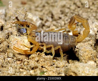 YELLOW SCORPION Buthus occitanus Spain Stock Photo - Alamy