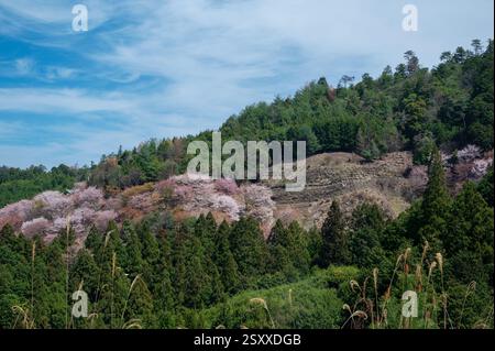 View of Mount Yoshino captured during the full cherry blossom season in ...