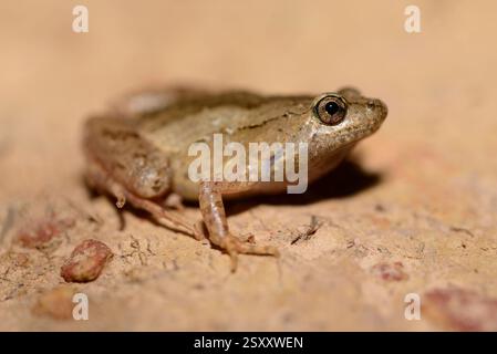 Frog (Microhyla butleri) in Luang Namtha, Lao Stock Photo - Alamy