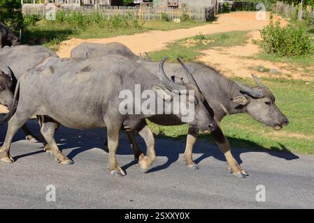 Cows in a field with a rusty tank, Gash-Barka, Barentu, Eritrea Stock ...