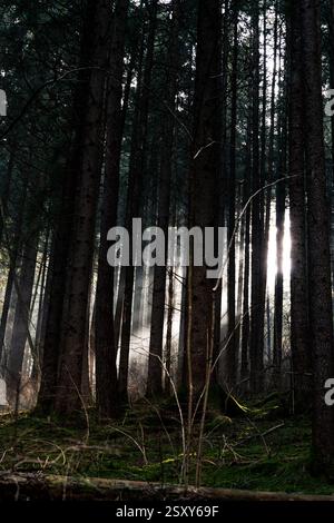 Tall, slender trees dominate the frame, their dark trunks reaching ...