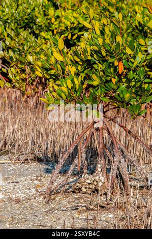 Aerial roots pneumatophores of coastal mangroves Near Tanga Tanzanian ...