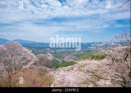 View of Mount Yoshino captured during the full cherry blossom season in ...