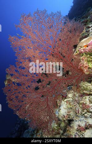Large corals growing on healthy colorful coral reef Stock Photo - Alamy