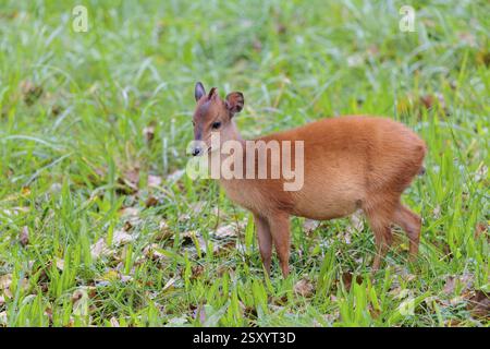 Natal red duiker Stock Photo - Alamy