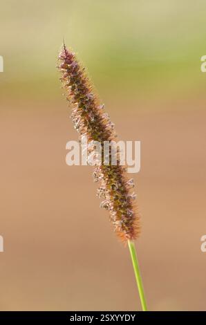 Trumpet flower Satara Maharashtra India Asia Stock Photo - Alamy