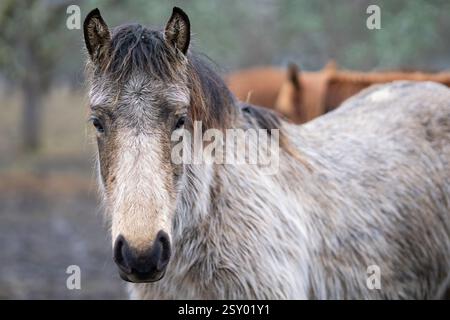 Close up of silver buckskin horse with withe blaze. Horse in cloudy ...