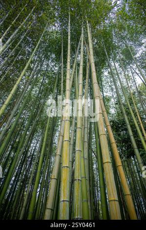 Arashiyama Bamboo groove or Sagano Bamboo Forest, located in Arashiyama ...