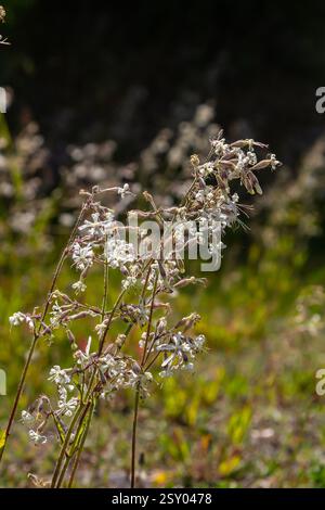 Nottingham Catchfly, Silene Nutans, Caryophyllaceae. Growing on Shingle ...