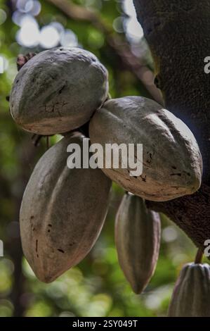 cocoa tree in Kerala, India Stock Photo - Alamy