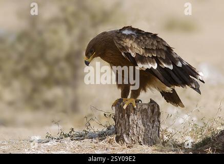 Steppe eagle, bikaner, rajasthan, india, asia Stock Photo - Alamy