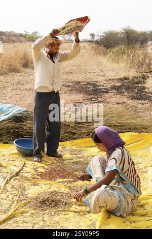 Woman threshing crop, sangli, maharashtra, India, Asia Stock Photo - Alamy