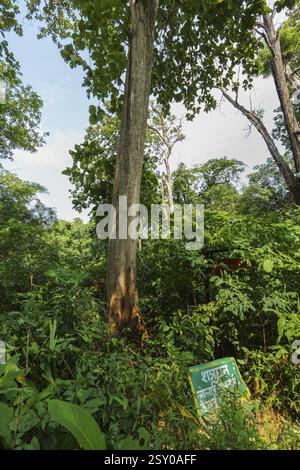 Tree, bastar, chhattisgarh, india, asia Stock Photo - Alamy