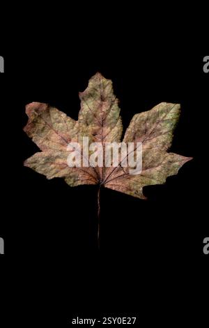 The single dead leaf of a Sycamore Maple tree. Acer pseudoplatanus ...