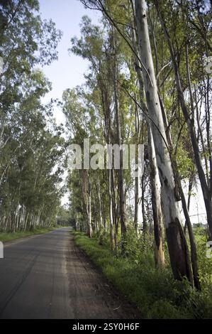 Road of Ralegaon siddhi village of Anna Hazare Maharashtra India Asia ...