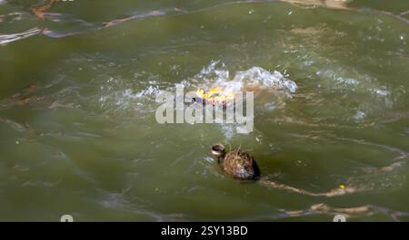 devotees taking holy dip in sacred waters of triveni sangam at ...