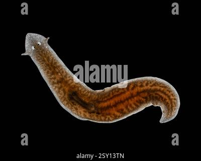 Darkfield image of a black planaria flatworm (Girardia dorotocephala ...