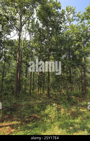 Dense forest, bastar, chhattisgarh, india, asia Stock Photo - Alamy