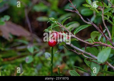 Ventspils. Vasenieki swamp. Cranberry. In nature, all types of ...