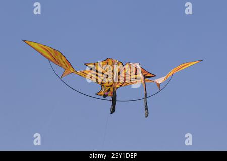 Designed and coloured fancy kite flying Pune Maharashtra India Asia ...