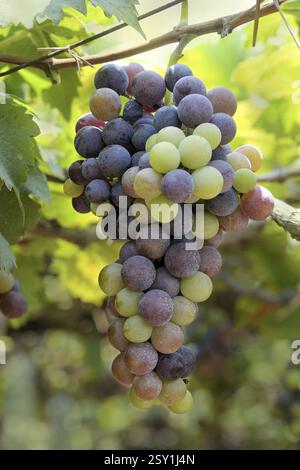 Grapes, theni, tamilnadu, india, asia Stock Photo - Alamy