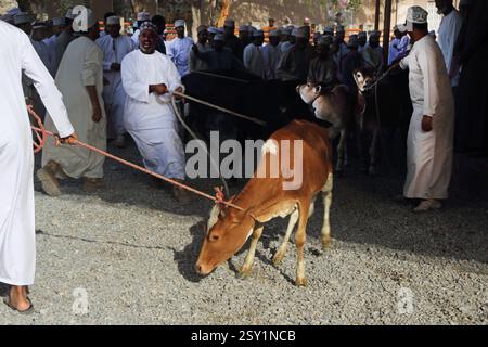 Omani Men Showing Cow struggling in Parade Ring at Nizwa Livestock ...