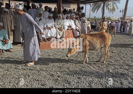 Omani Man Showing Cow in Parade Ring at Nizwa Livestock Market Nizwa ...